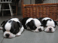 Terrier GIFs - Get the best gif on GIFER