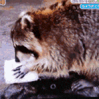 Racoon GIFs - Get the best gif on GIFER