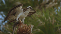 Osprey GIFs - Get the best gif on GIFER