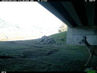 Conservation GIFs - Get the best gif on GIFER