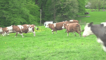 Dead cows GIF - Conseguir o melhor gif em GIFER