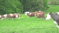 Farm GIFs - Get the best gif on GIFER
