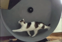 Wheel GIFs - Get the best gif on GIFER