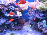 Reef GIFs - Get the best gif on GIFER