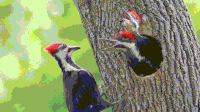 Woodpecker GIFs - Get the best gif on GIFER