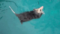 Possums GIFs - Get the best gif on GIFER