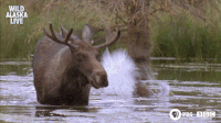 Alaska GIFs - Get the best gif on GIFER