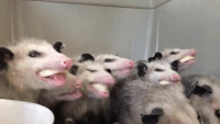 Possums GIFs - Get the best gif on GIFER