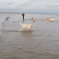 Raft GIFs - Get the best gif on GIFER