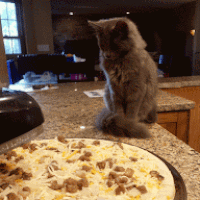 Pizzazz GIFs - Get the best gif on GIFER