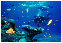 Marine GIFs - Get the best gif on GIFER