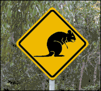 Rodents GIFs - Get the best gif on GIFER