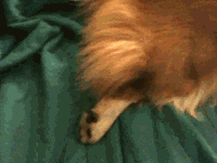 Welsh GIFs - Get the best gif on GIFER