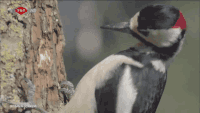 Woodpecker GIFs - Get the best gif on GIFER