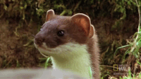 Stoat GIFs - Get the best gif on GIFER