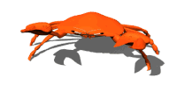 Crabs GIFs - Get the best gif on GIFER