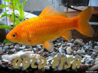 Goldfish GIFs - Get the best gif on GIFER