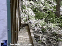 Timber GIFs - Get the best gif on GIFER