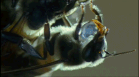 Nectar GIFs - Get the best gif on GIFER