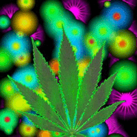 Pot GIFs - Get the best gif on GIFER