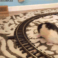 Rat GIFs - Get the best gif on GIFER