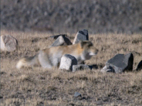 Tibet GIFs - Get the best gif on GIFER