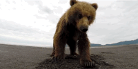 Bears GIFs - Get the best gif on GIFER