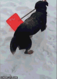 Shovel GIFs - Get the best gif on GIFER