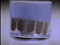 Dentures GIFs - Get the best gif on GIFER