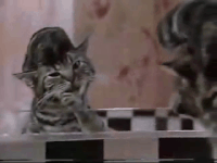 Bongo GIFs - Get the best gif on GIFER