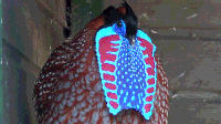 Pheasant GIFs - Get the best gif on GIFER