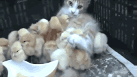 Pollito GIFs - Get the best gif on GIFER