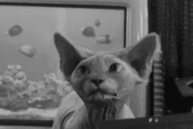 Puzzled GIFs - Get the best gif on GIFER