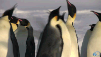 Mono GIF - Conseguir el mejor gif en GIFER
