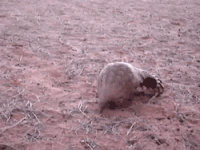 Pangolin GIFs - Get the best gif on GIFER