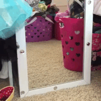 Mirror GIFs - Get the best gif on GIFER