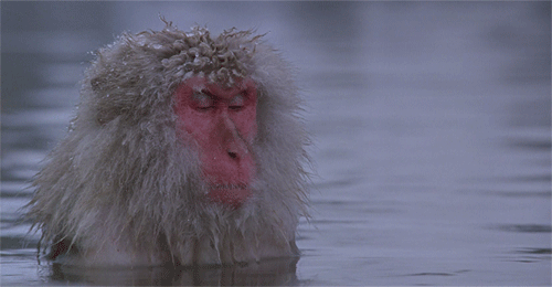Japanese macaque GIF - Conseguir o melhor gif em GIFER