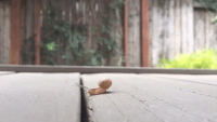 Snails GIFs - Get the best gif on GIFER