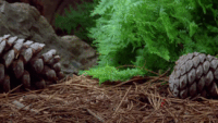 Fungi GIFs - Get the best gif on GIFER
