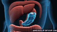 Stomach GIFs - Get the best gif on GIFER