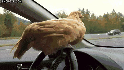 Driving chicken GIF - Conseguir o melhor gif em GIFER