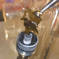 Dab GIFs - Get the best gif on GIFER