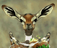 Omnivore GIFs - Get the best gif on GIFER