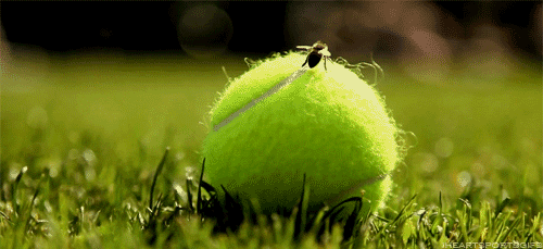 On a tennis ball GIF - Conseguir o melhor gif em GIFER