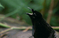 Dickbutt GIFs - Get the best gif on GIFER