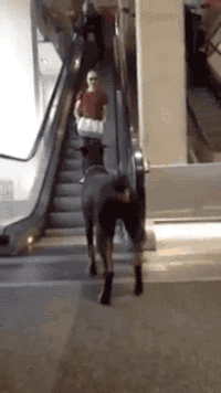 Doberman pinscher GIFs - Get the best gif on GIFER