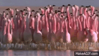 Flamingo GIFs - Get the best gif on GIFER