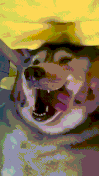Huskies GIFs - Get the best gif on GIFER