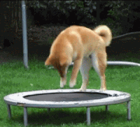 Hurra GIFs - Get the best gif on GIFER