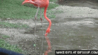Flamingo GIFs - Get the best gif on GIFER